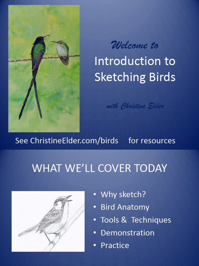 Intro To Bird Sketching Birdscaribbeanworkshop | PDF | Birds | Feather