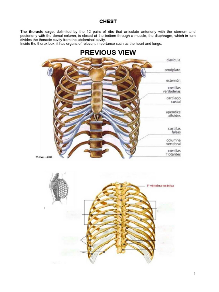 Thorax Anatomy | PDF | Thorax | Vertebra