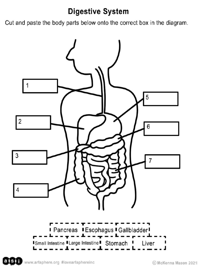 Digestive System Handout | PDF