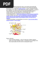 Nervio Temporobucal y Rama Mandibular | PDF | Anatomía humana | Sistema ...