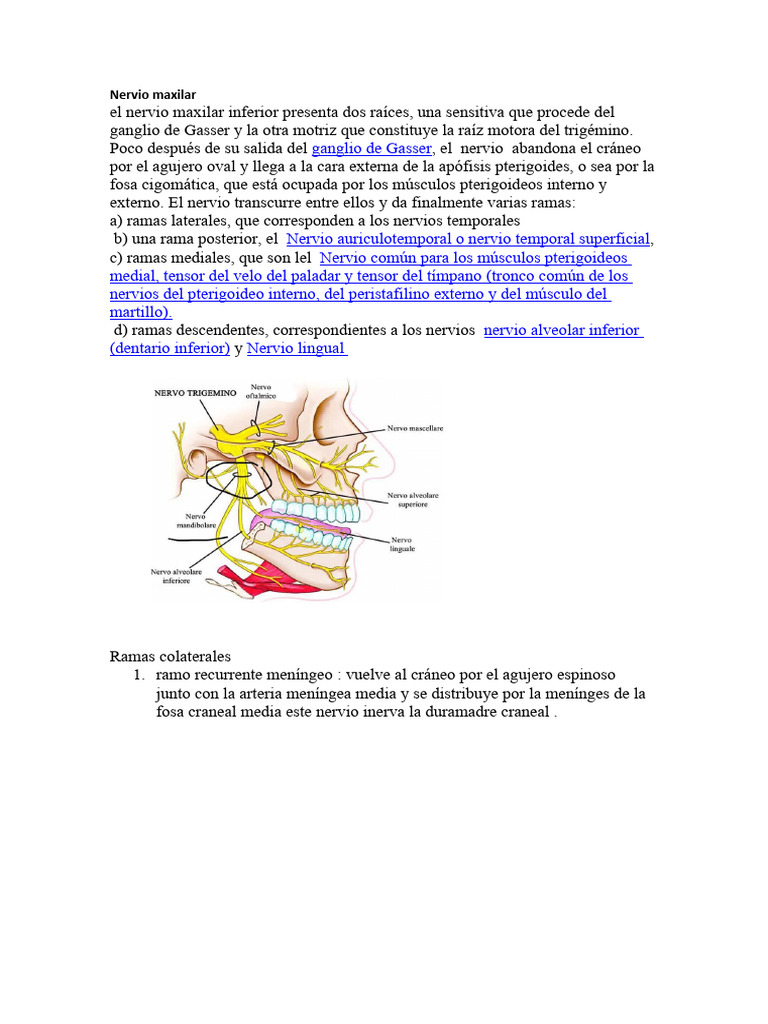 Anatomía del Nervio Maxilar Inferior | PDF | Sistema musculoesquelético ...