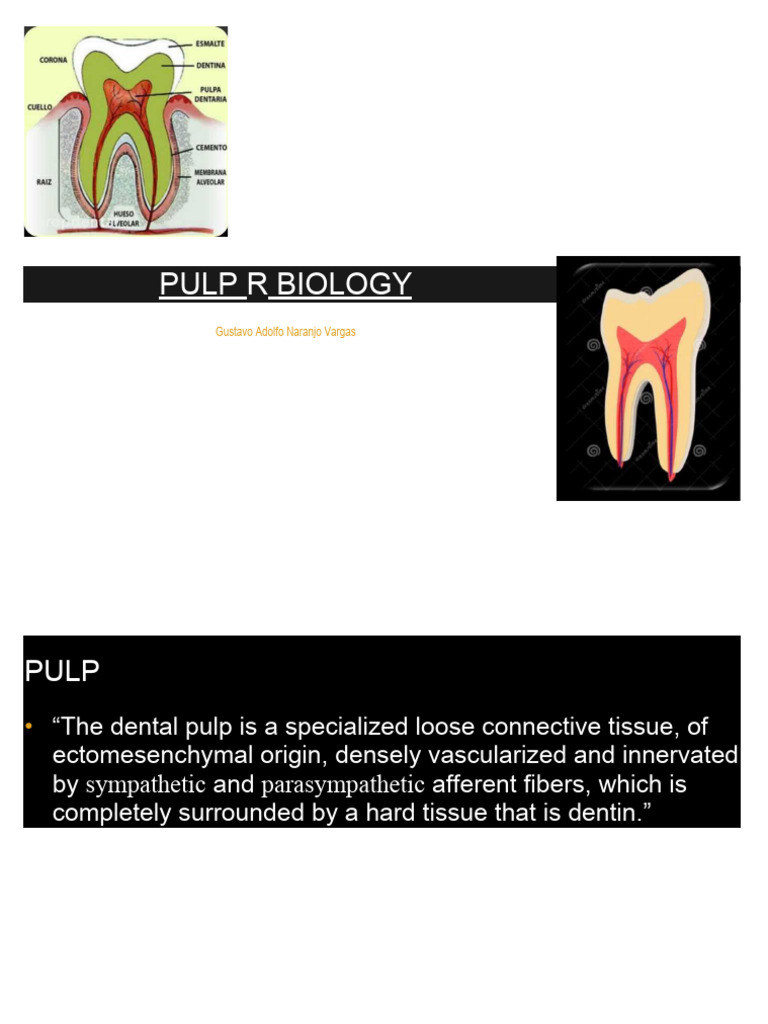 Pulp Biology | PDF | Dentin | Lymph