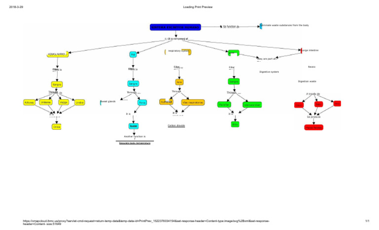 Conceptual Map Human Excretory System | PDF | Physiology | Organ (Anatomy)