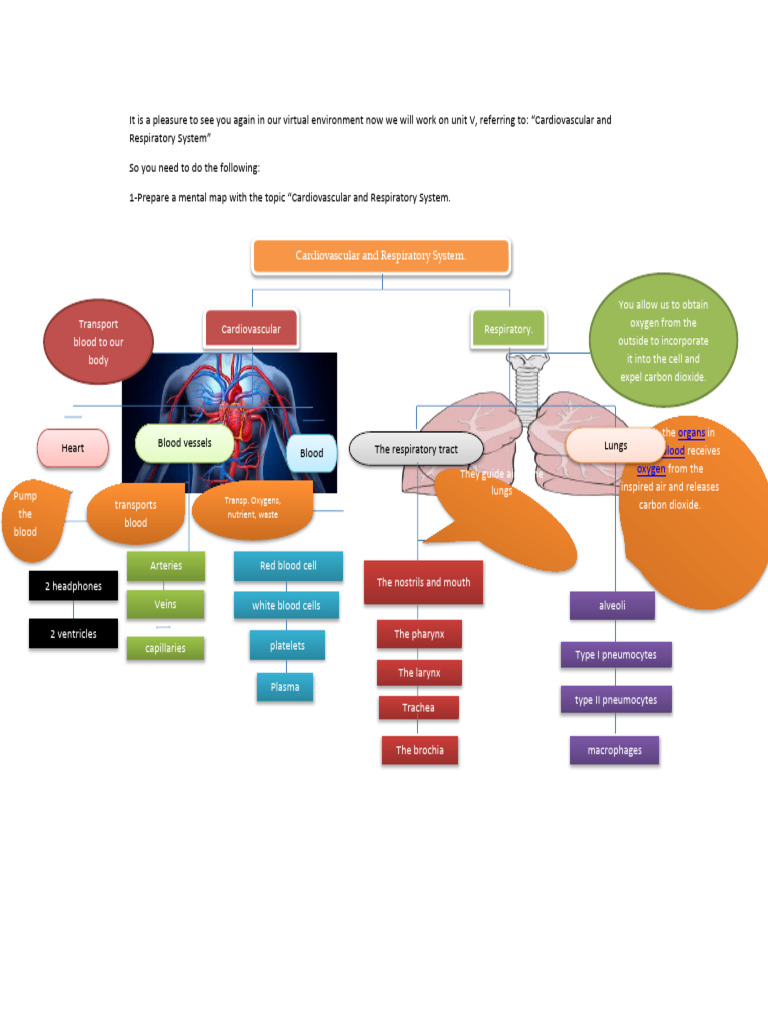Mind Map of The "Cardiovascular and Respiratory System. | Download Free PDF | Lung | Respiratory ...