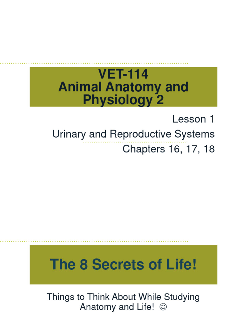 Lesson 1 Urinary and Reproductive Systems | PDF | Testicle | Urinary System