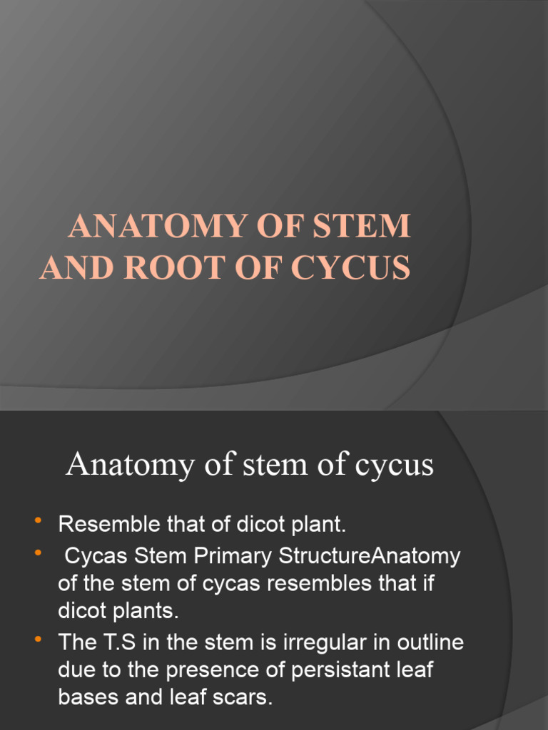 Anatomy of Stem and Root of Cycus | PDF | Plant Stem | Root