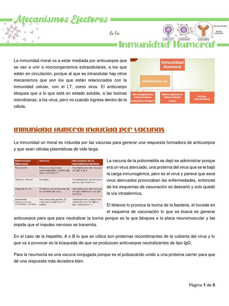 Inmunidad Humoral y Mecanismos Efectores | PDF | Sistema complementario | Anticuerpo