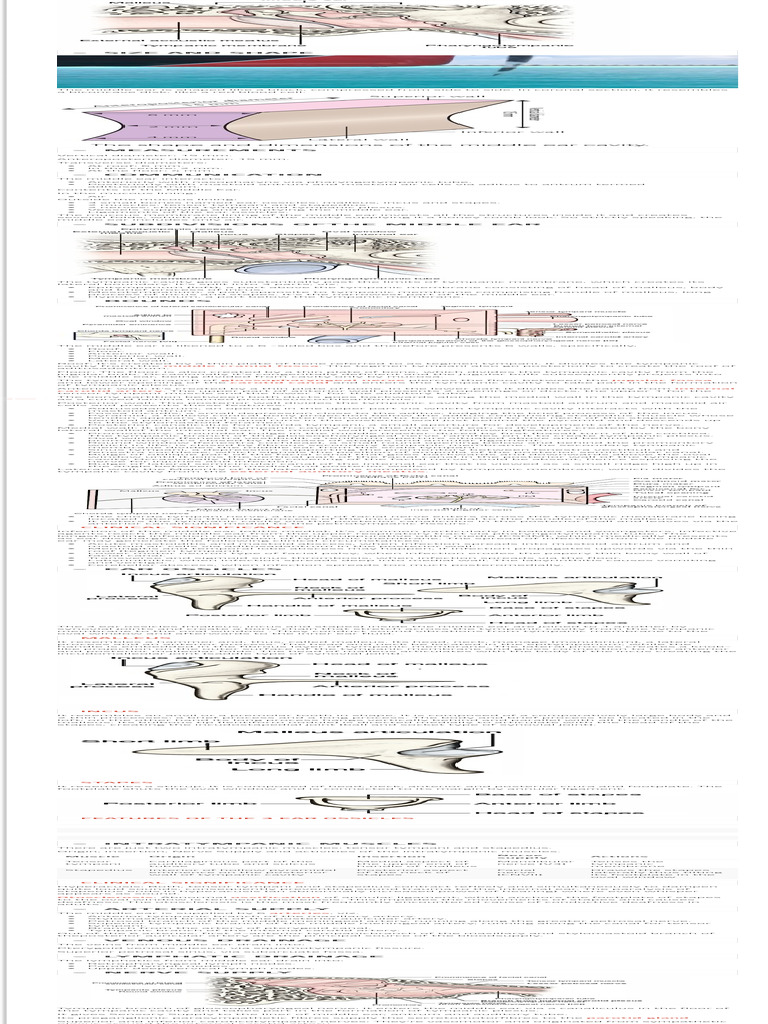 Middle Ear Earth S Lab Pdf Ear Anatomy