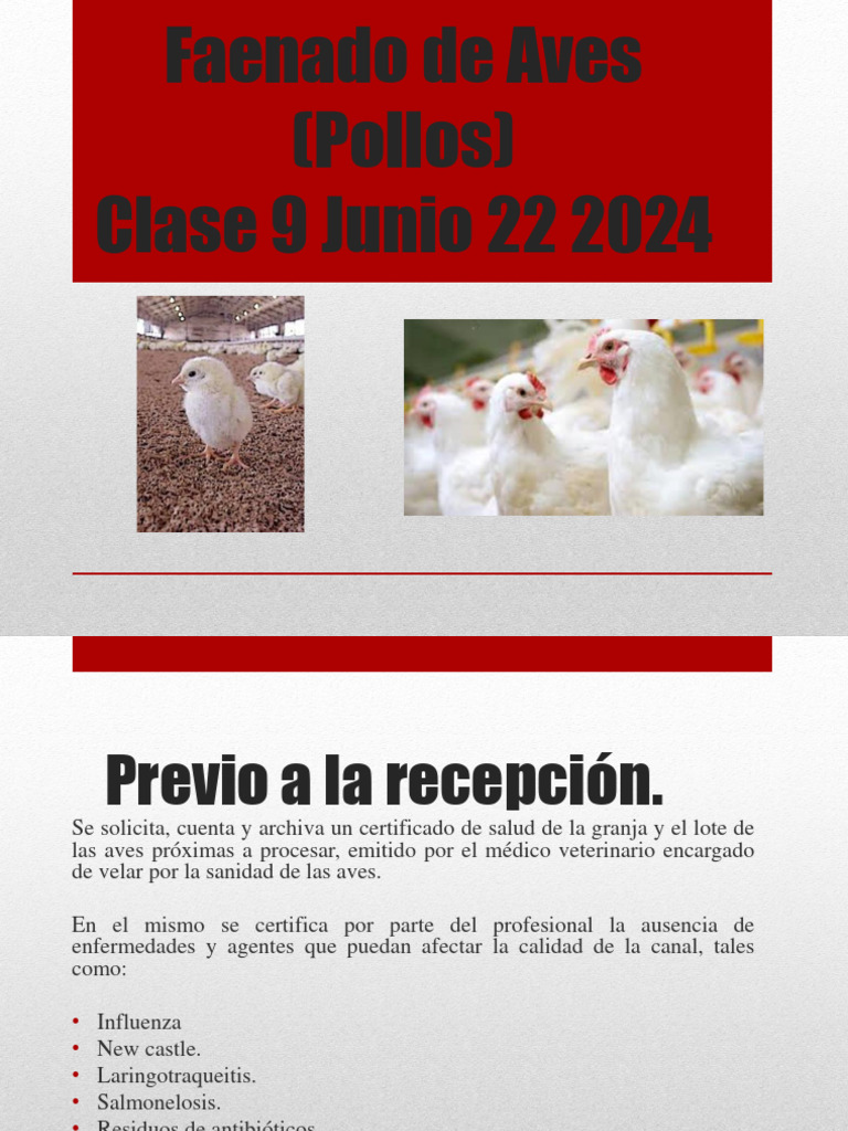 Clase 9 Presentación Proceso Faenado de Pollo Junio 22 2024 | PDF