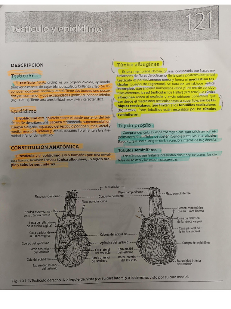 Morfo Semana 13 Pene | PDF