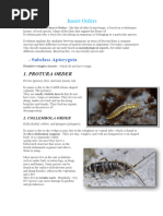 Insect Order Dichotomous Key | PDF | Insects | Arthropods
