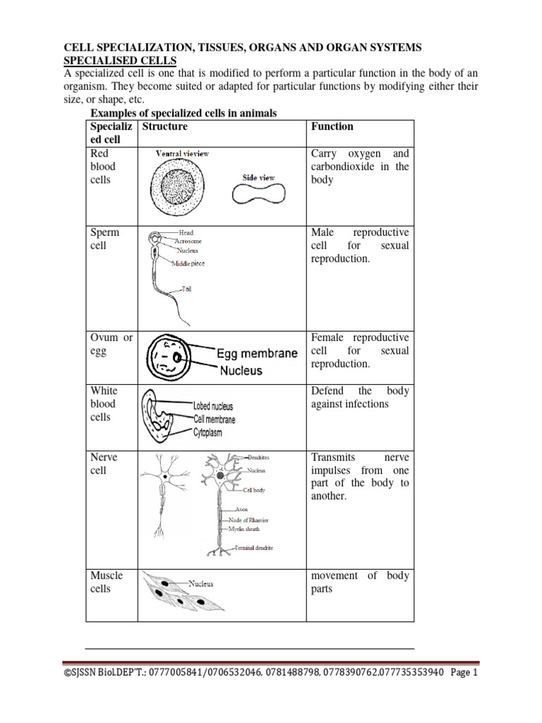 Biology Basics: Cells to Organisms | PDF | Tissue (Biology) | Human Body