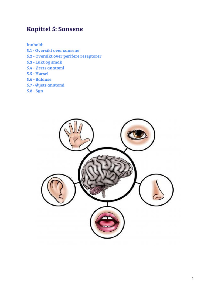 Kapittel 5 - Sansene | PDF