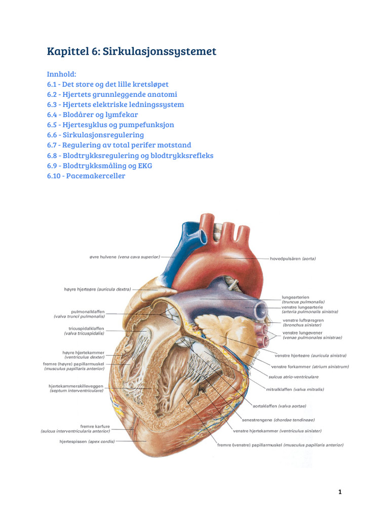 Kapittel 6 - Sirkulasjonssystemet | PDF