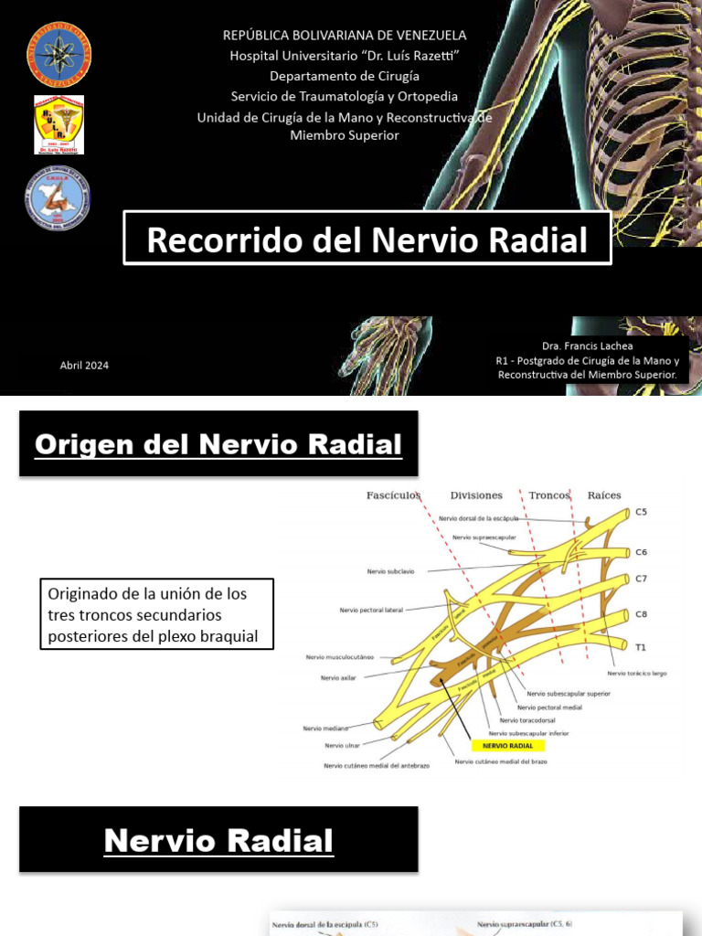 Recorrido Del Nervio Radial | PDF
