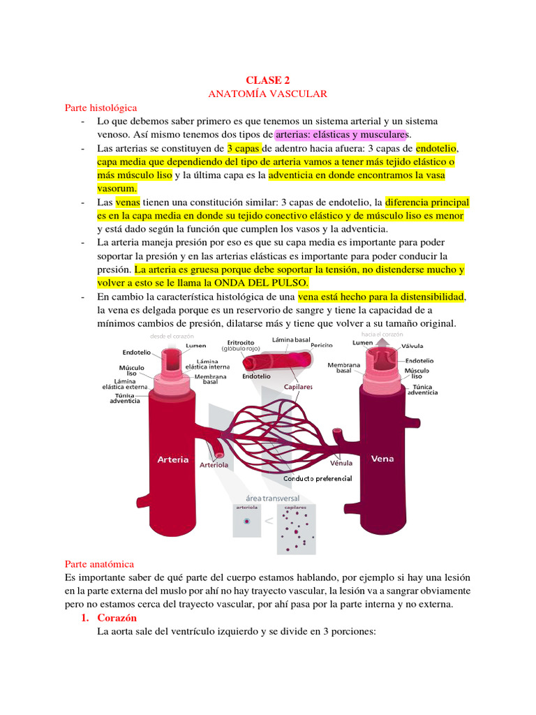 Resumen Clases de CX Vascular | Descargar gratis PDF | Aorta | Vena