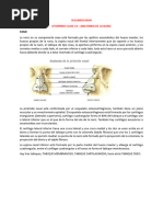 Anatomía y Fisiología de Nariz y Senos Paranasales | PDF | Nariz humana | Otorrinolaringología