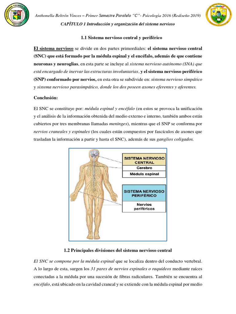 Trabajo Autónomo 2 - Anthonella Beltrón Vinces | PDF | Sistema nervioso | Sistema nervioso central