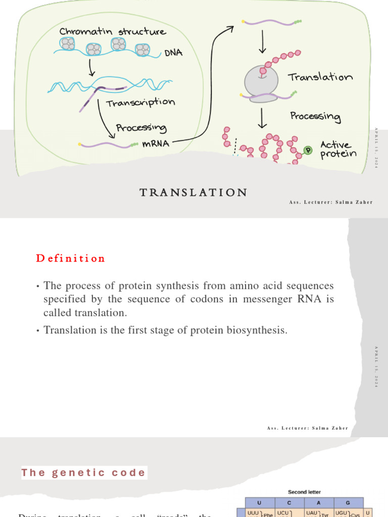 Translation | PDF | Translation (Biology) | Ribosome