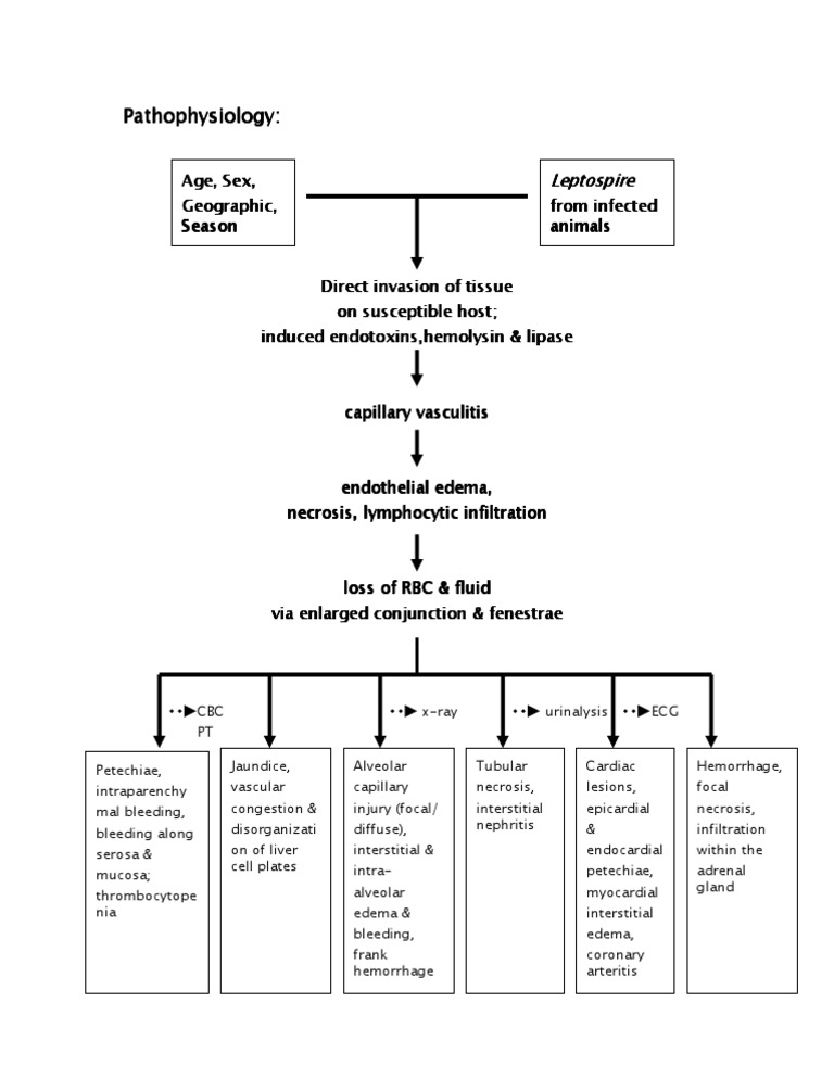 Pathophysiology-leptospirosis | Cardiovascular System | Medical Specialties