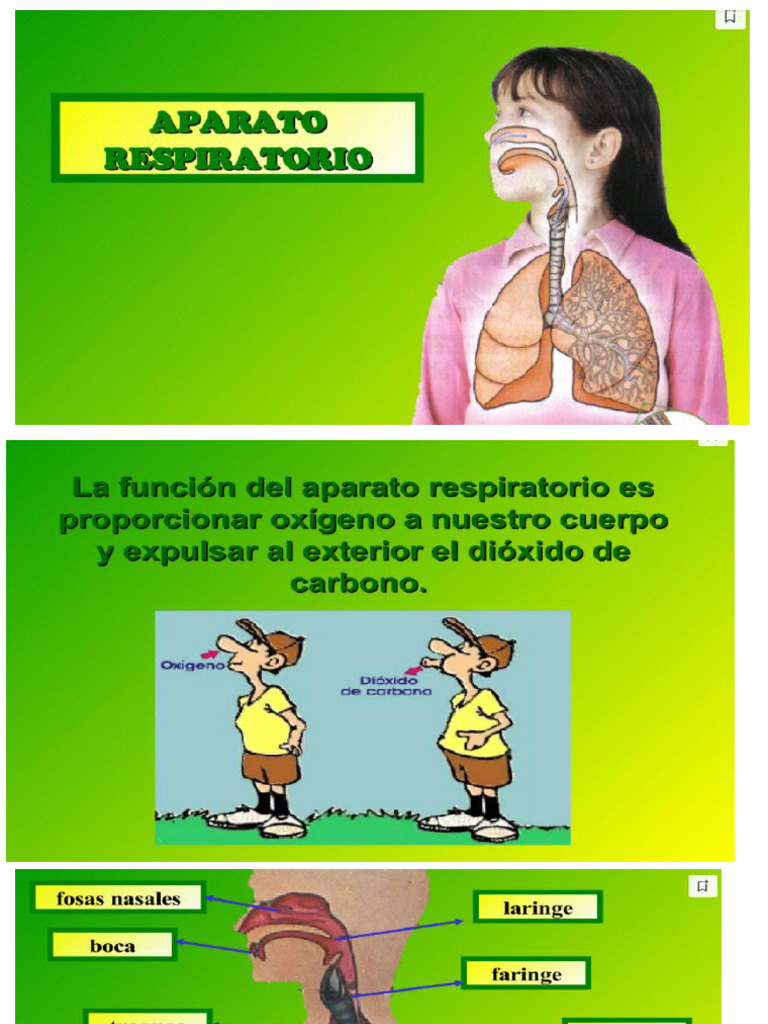 10mo Clase 03-06-2024 SISTEMA RESPIRATORIO | PDF 10mo Clase 03-06-2024 SISTEMA RESPIRATORIO | PDF