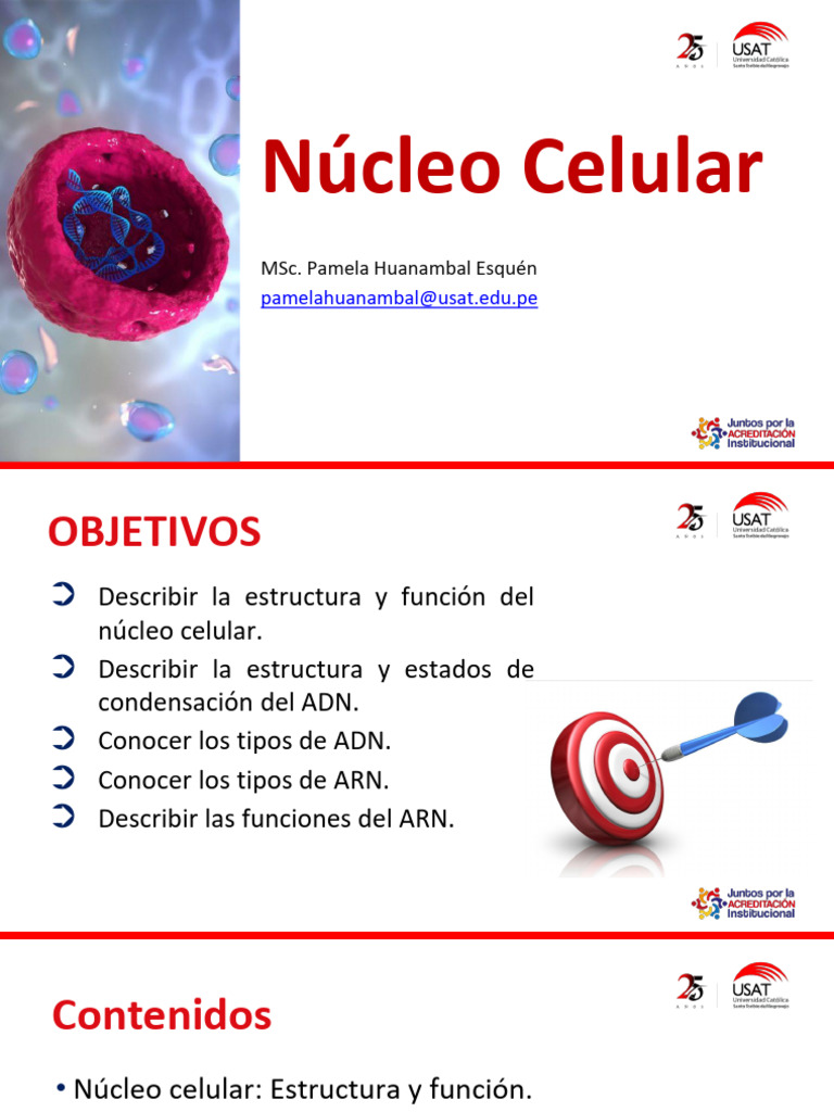 Clase Teorica Nucleo Celular | PDF | Rna | Cromatina