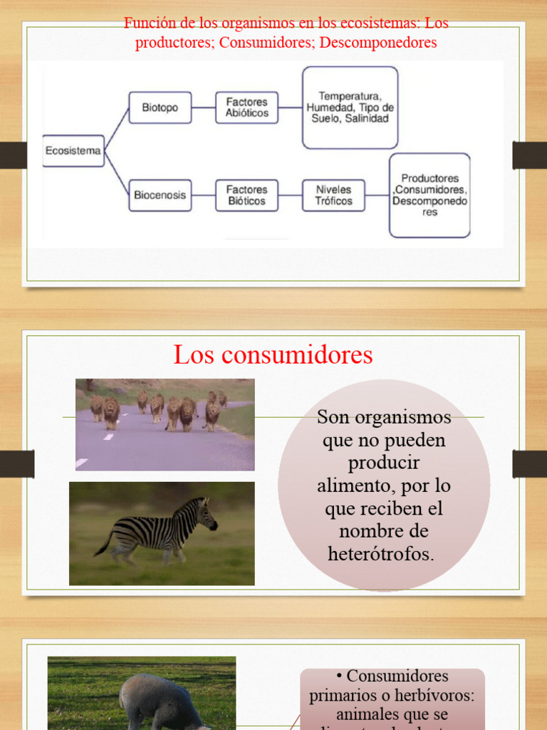 9no Clase 4 Consumidores y Descomponedores | PDF | Entorno natural ...