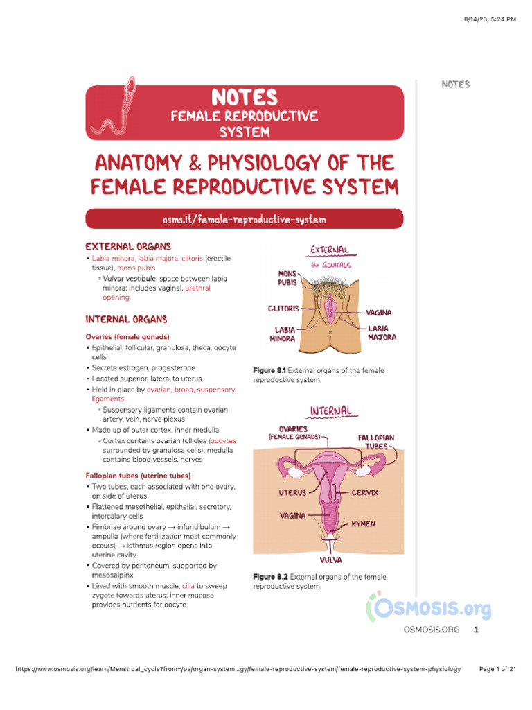 Female Reproductice System - Osmosis Notes | PDF | Endocrine System ...
