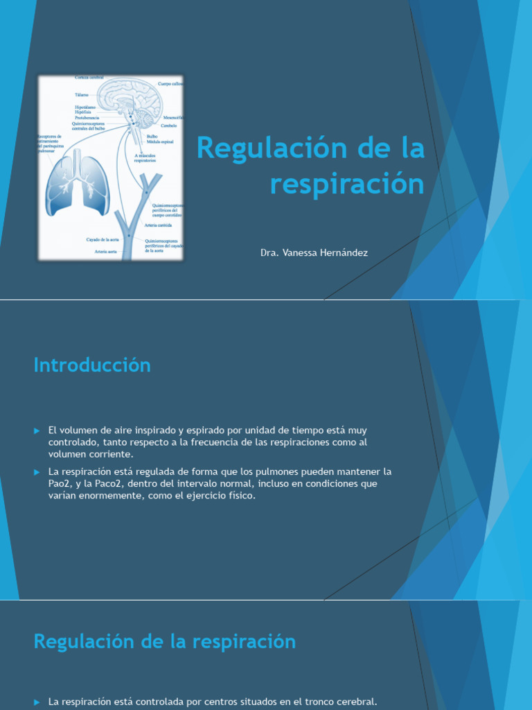 Regulación Respiratoria: Mecanismos y Control | PDF | Sistema ...