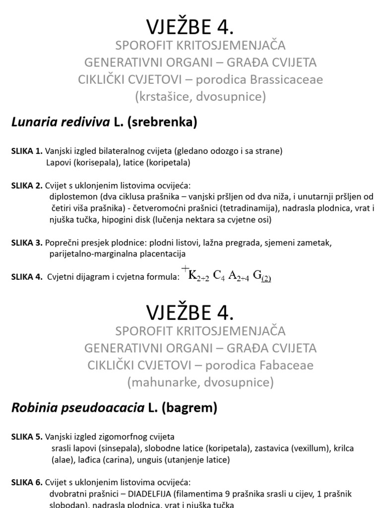 4 Vjezbe-Morfologija Biljaka 2020 | PDF