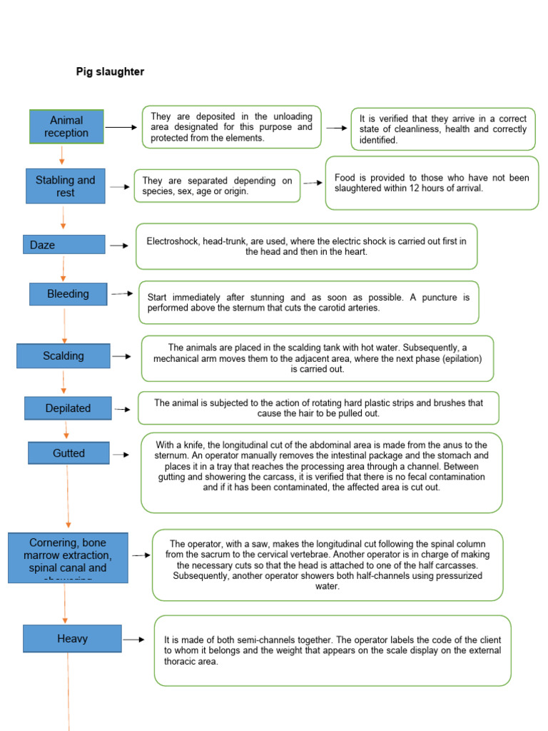 Pig Slaughter Process Explained | PDF | Vertebral Column
