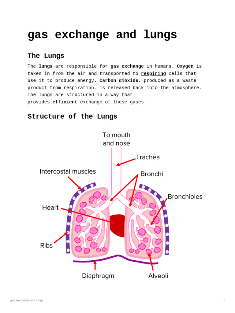 Gas Exchange and Lungs Notes Biology | PDF | Lung | Respiratory System