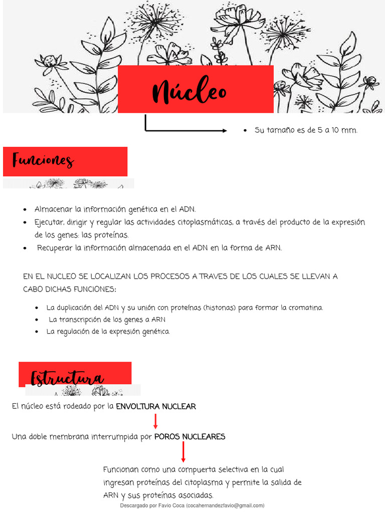 Segundo Parcial de Biologia Celular para Uba Xxi | PDF | Traducción (biología) | Rna