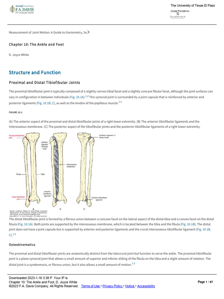 Chapter 10 - The Ankle and Foot | PDF | Ankle | Anatomical Terms Of Motion