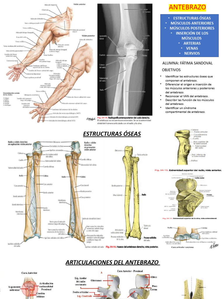 Antebrazo Anatomía Pdf Mano Extremidades Anatomía