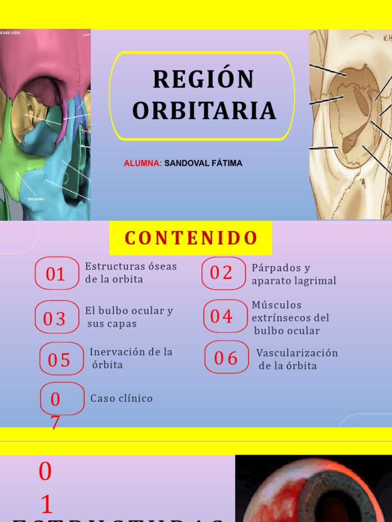Órbita Anatomía | PDF | Ojo | Ojo humano