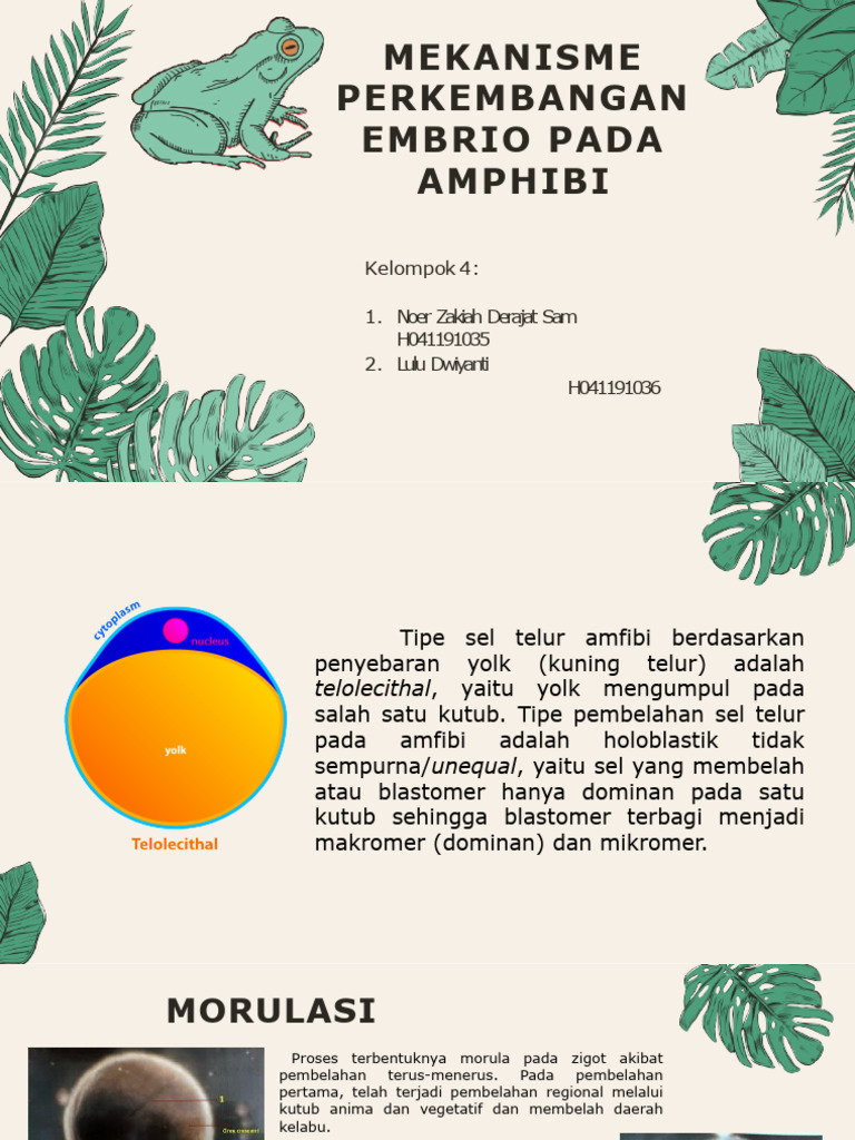 Mekanisme Perkembangan Embrio Pada Amphibi | PDF
