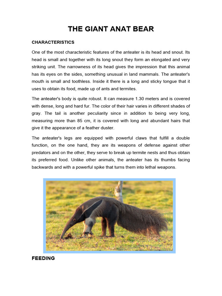 The Giant Anteater | PDF | Ant | Zoology