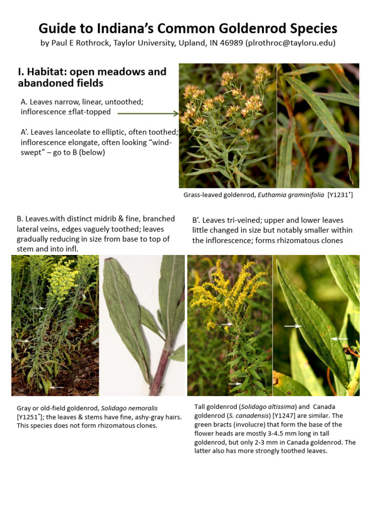 Indiana's Common Goldenrod Species Guide | PDF | Leaf | Botany