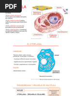 Origen Embrionario de los Tejidos Humanos | PDF | Embrión | Biología ...