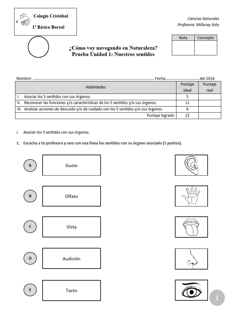 U1 Sentidos | PDF | Sentidos | Percepción