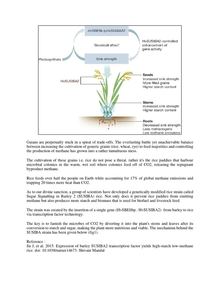 Rice Paddies | PDF