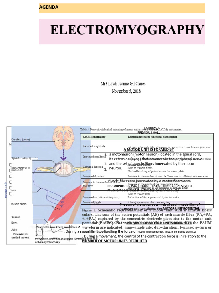 Electromyography | PDF | Electromyography | Motor Neuron