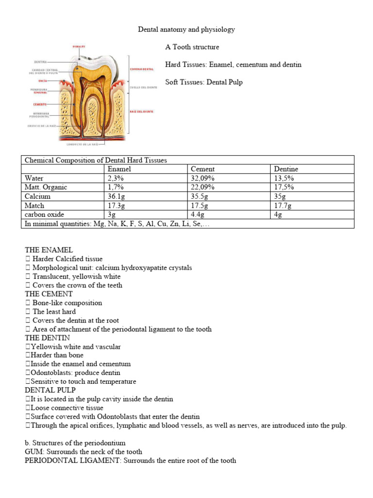 Dental Anatomy And Physiology Pdf Human Tooth Dentistry Branches