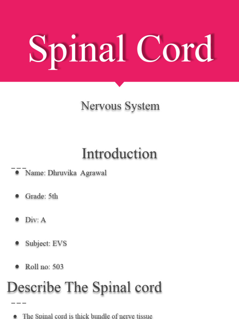 Spinal Cord | PDF