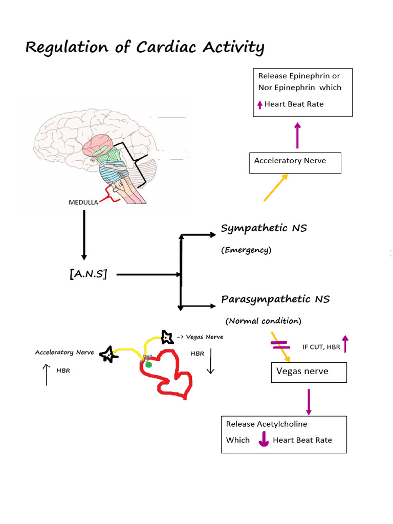 Regulation of Cardiac Activity | PDF | Heart | Diastole