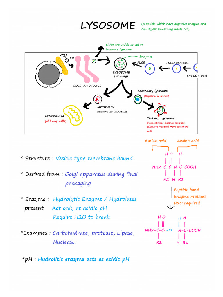 Lysosome | PDF | Mitochondrion | Cell (Biology)