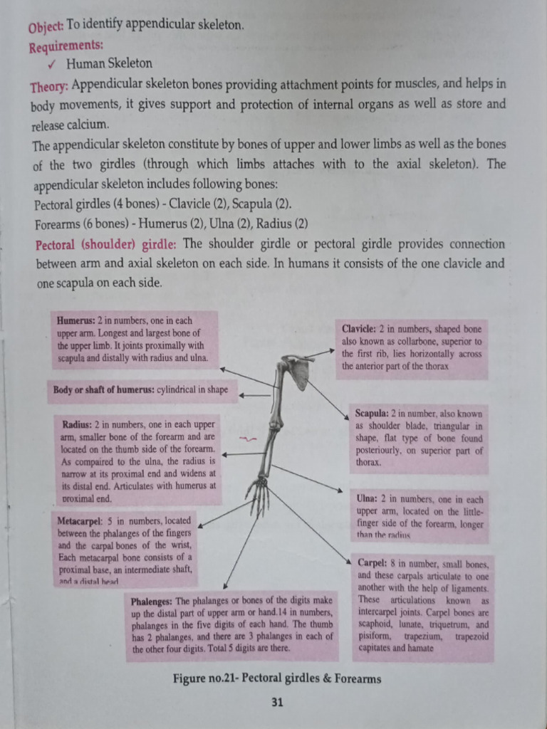 Understanding the Appendicular Skeleton | PDF | Pelvis | Human Anatomy