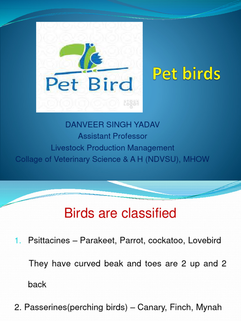 Pet Birds | PDF | Parrot | Birds