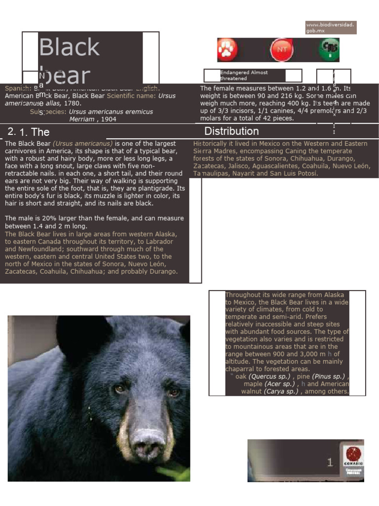 Black Bear | PDF | Bears | Predation
